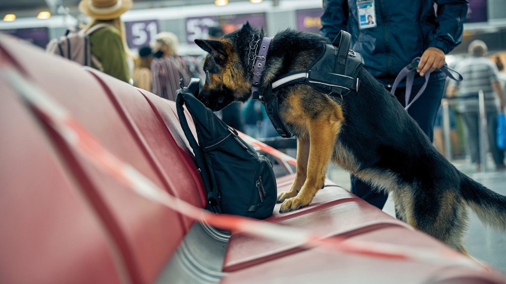 Dogs in demand - American Police Beat Magazine