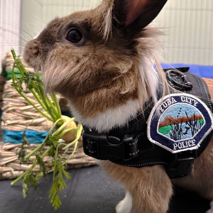 National Police Week 2022 - National Police Survivors’ Conference - Day ...