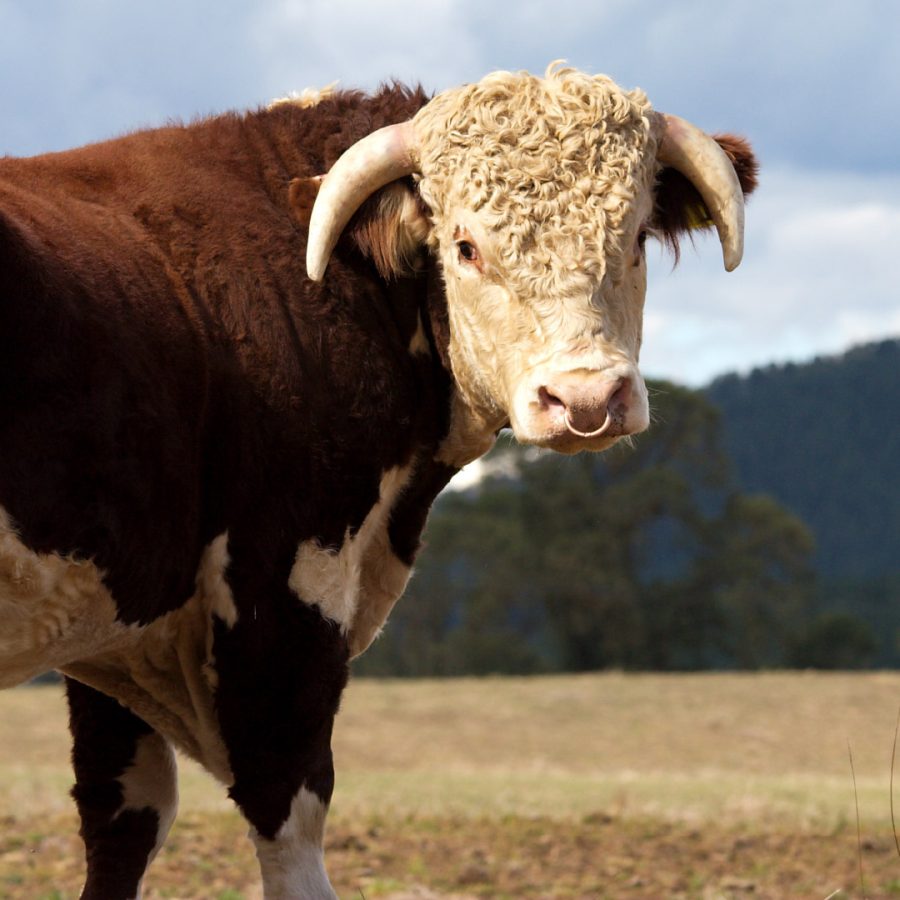 CopQuest Archives - American Police Beat Magazine